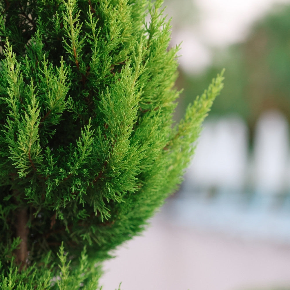 Conifere 🌲 Arbori decorativi pentru gradina– Fitza Florilor