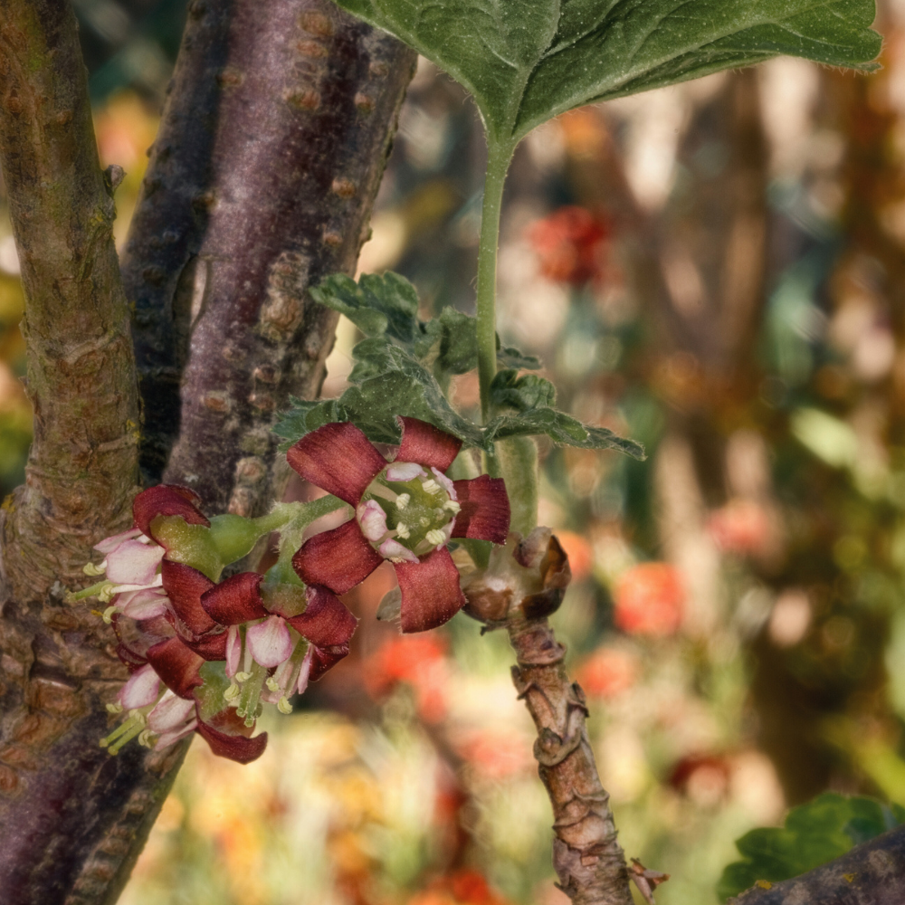 Josta 🍇 Tufă de fructe rare pentru grădina ta – Fitza Florilor