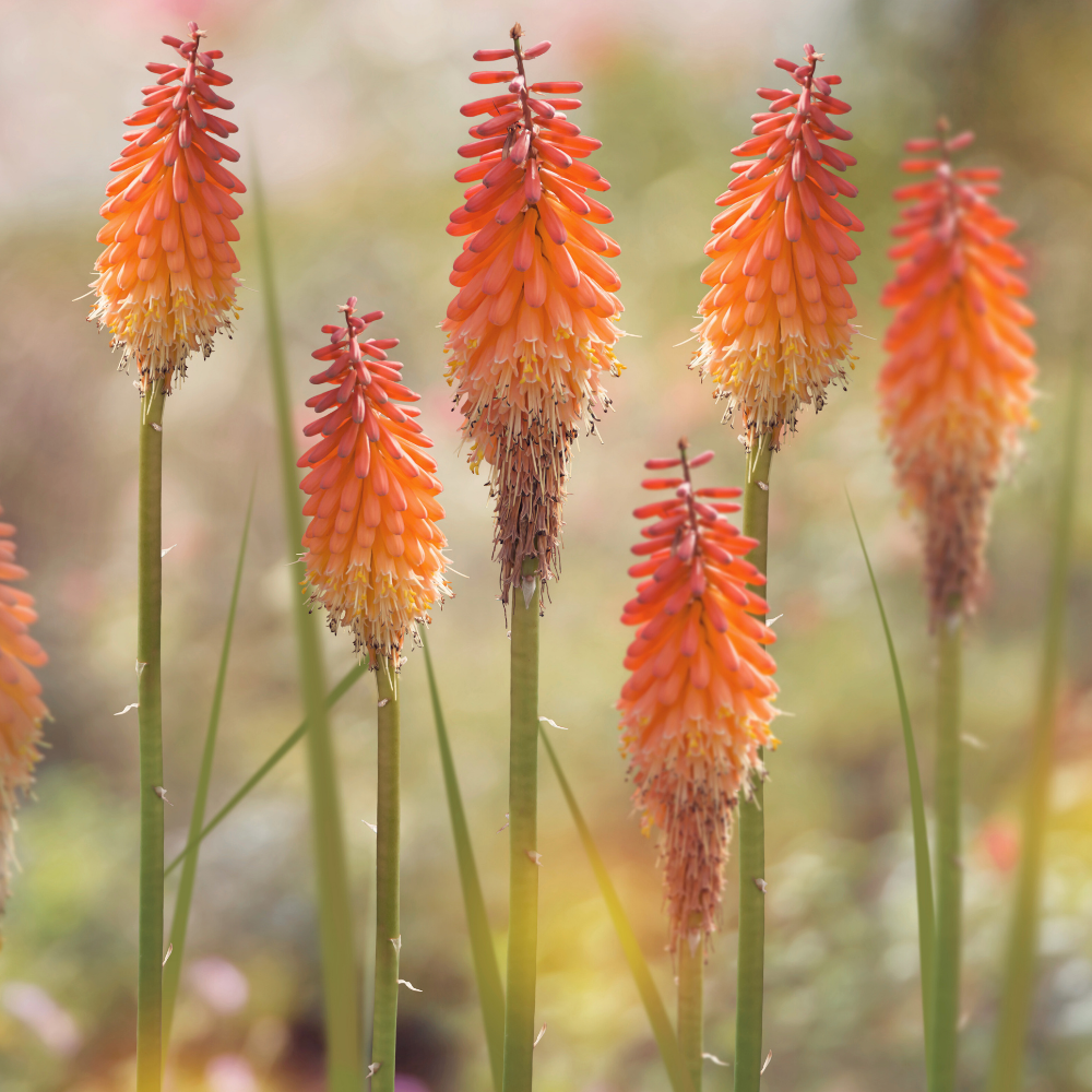 Bulbi Kniphofia | Fitza Florilor