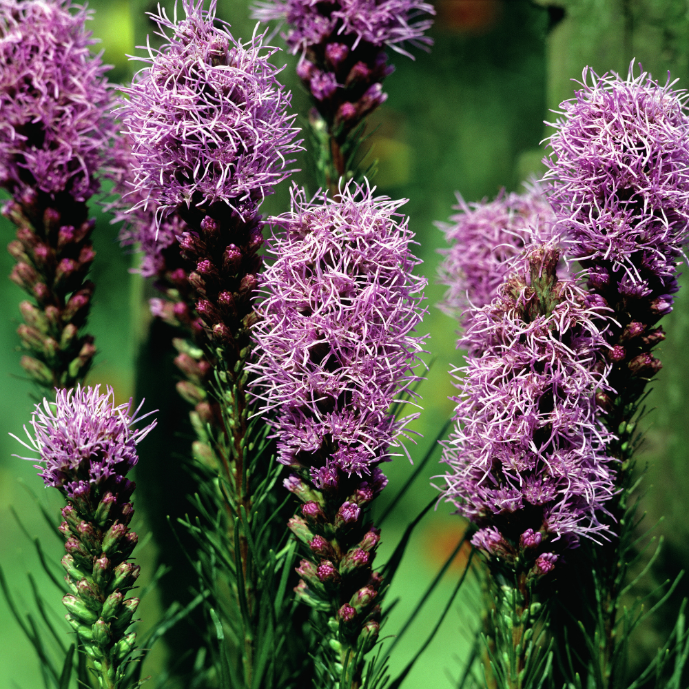 Bulbi Liatris Spicata | Fitza Florilor