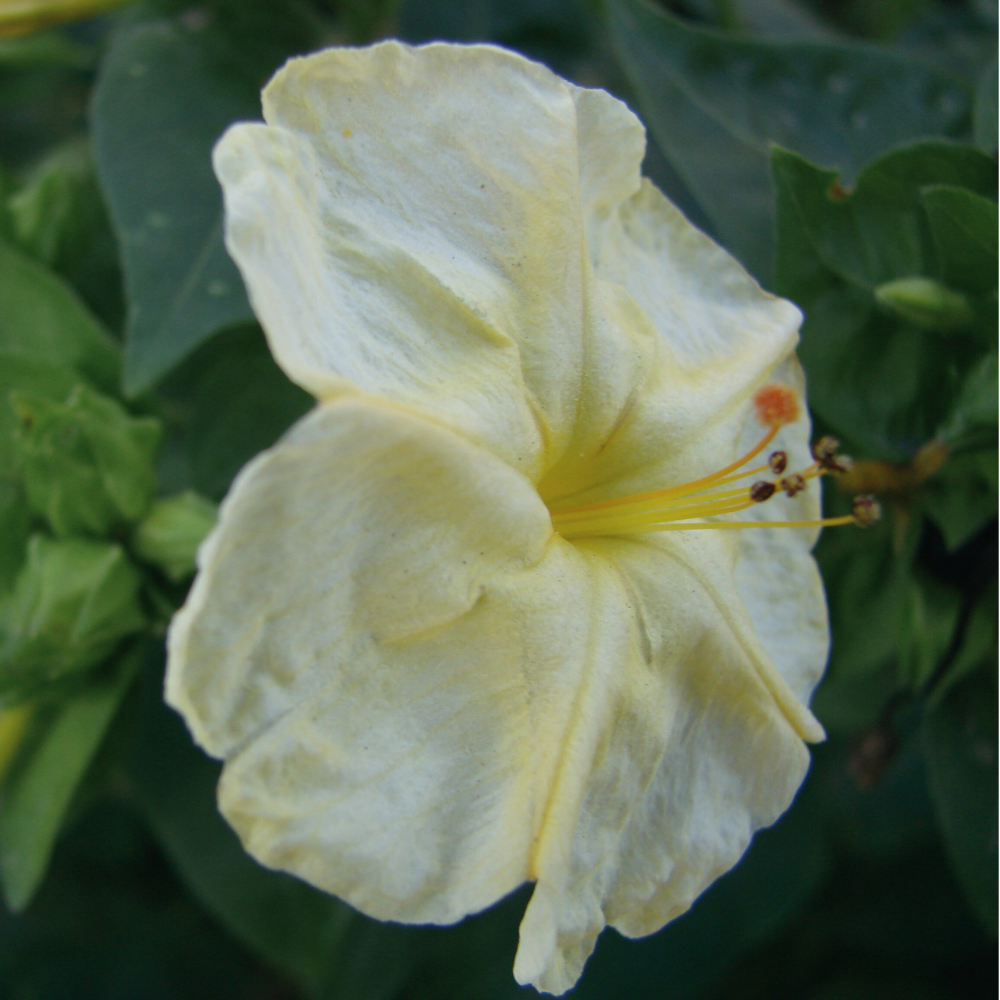 Bulbi Mirabilis | Fitza Florilor