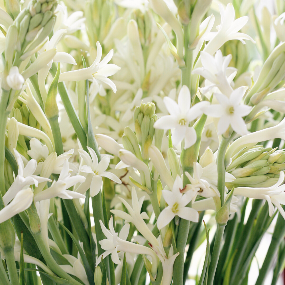 Bulbi tuberoze ⭐ Parfumul verii chiar in gradina ta ⭐ Plantare usoara ...