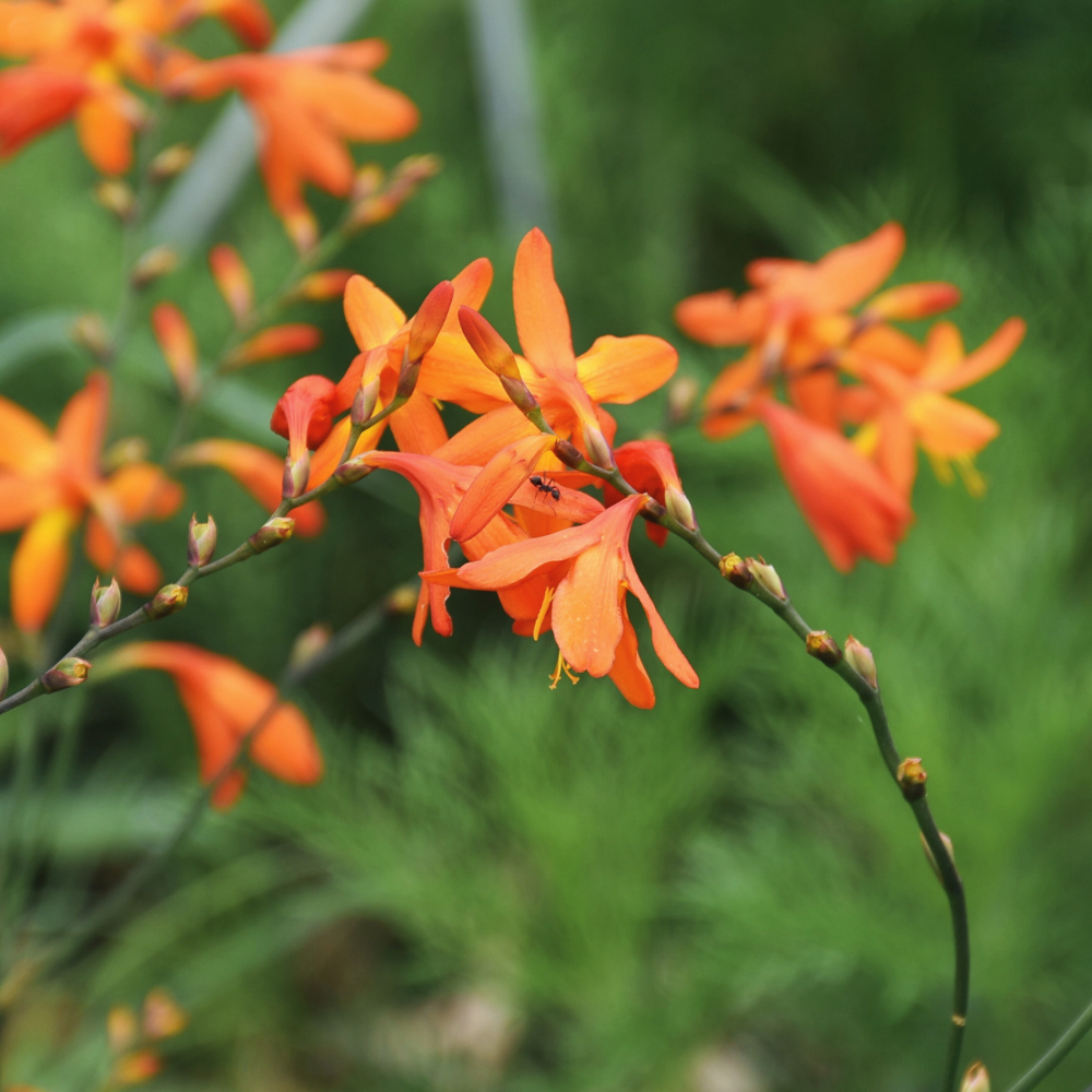 Bulbi crocosima ⭐ Aspect exotic si versatilitate in aranjamente florale ...