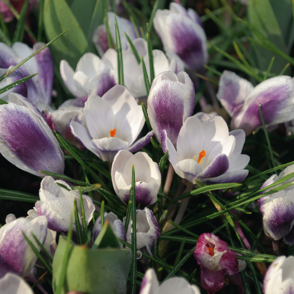 Bulbi branduse de toamna ⭐ Crocus - o floare pentru vindecarea ...