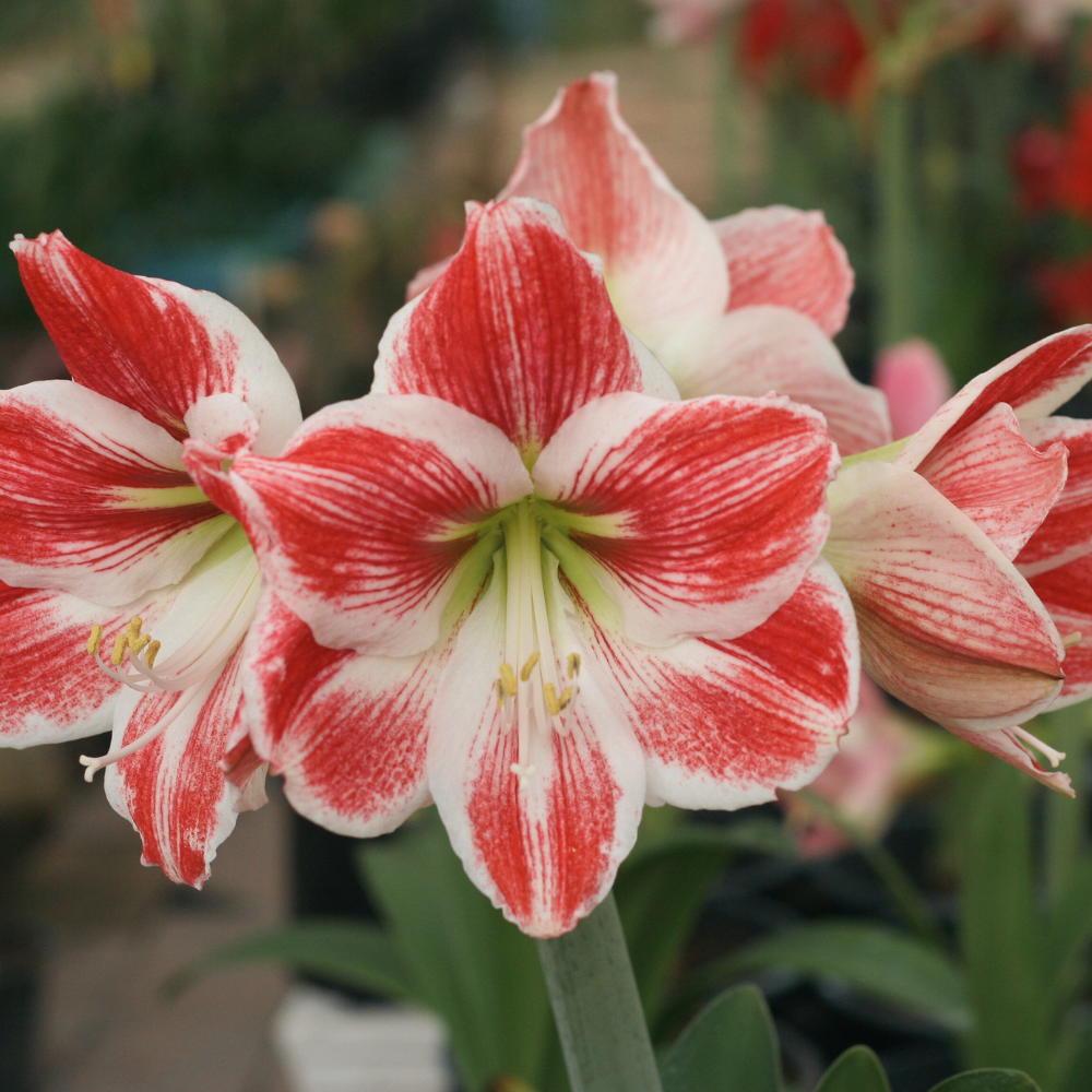 Bulbi Amaryllis ️ Plantare usoara si reinflorire anuala. Pret avantajos ...