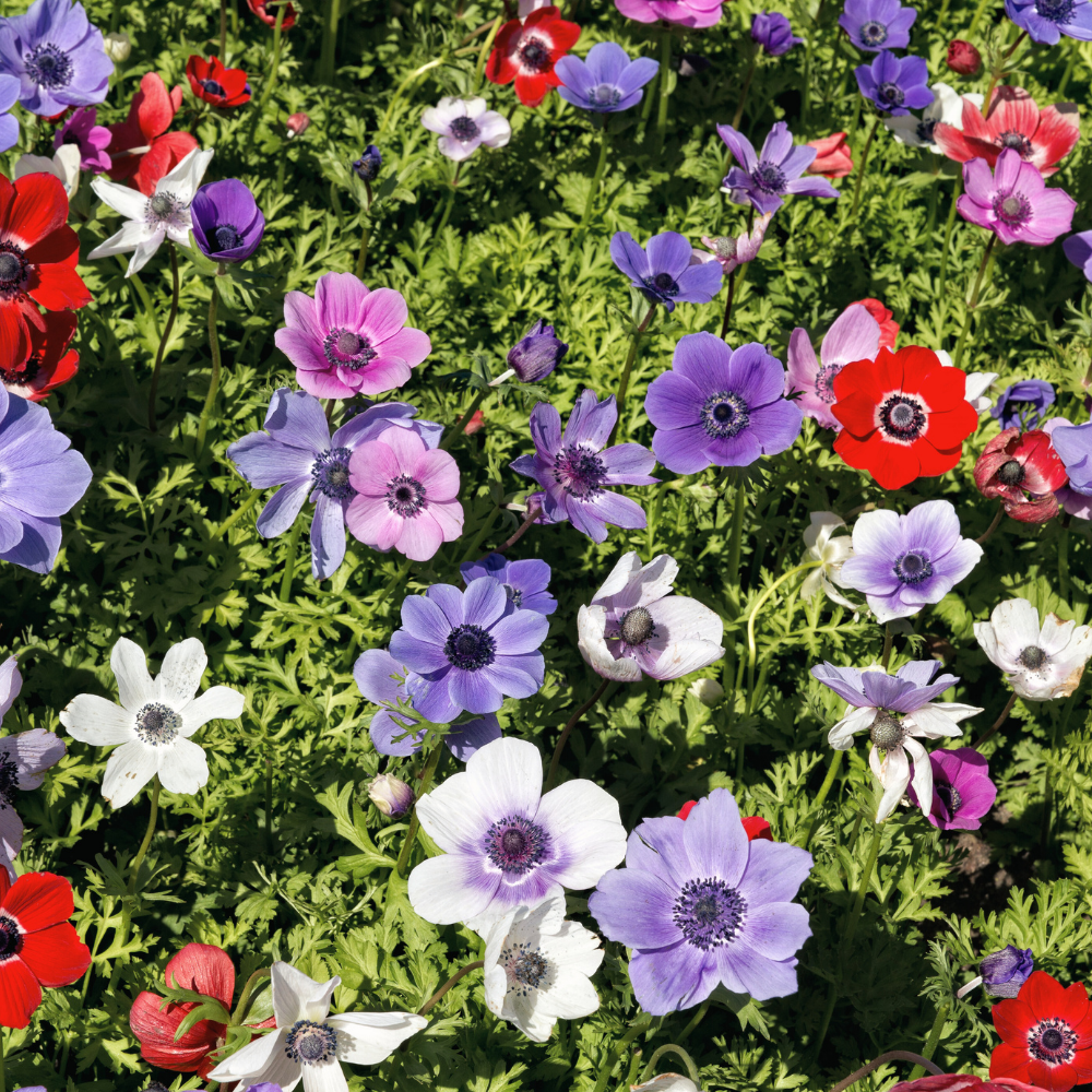 Bulbi anemone ⭐ Florile care nu trebuie sa-ti lipseasca din gradina ...