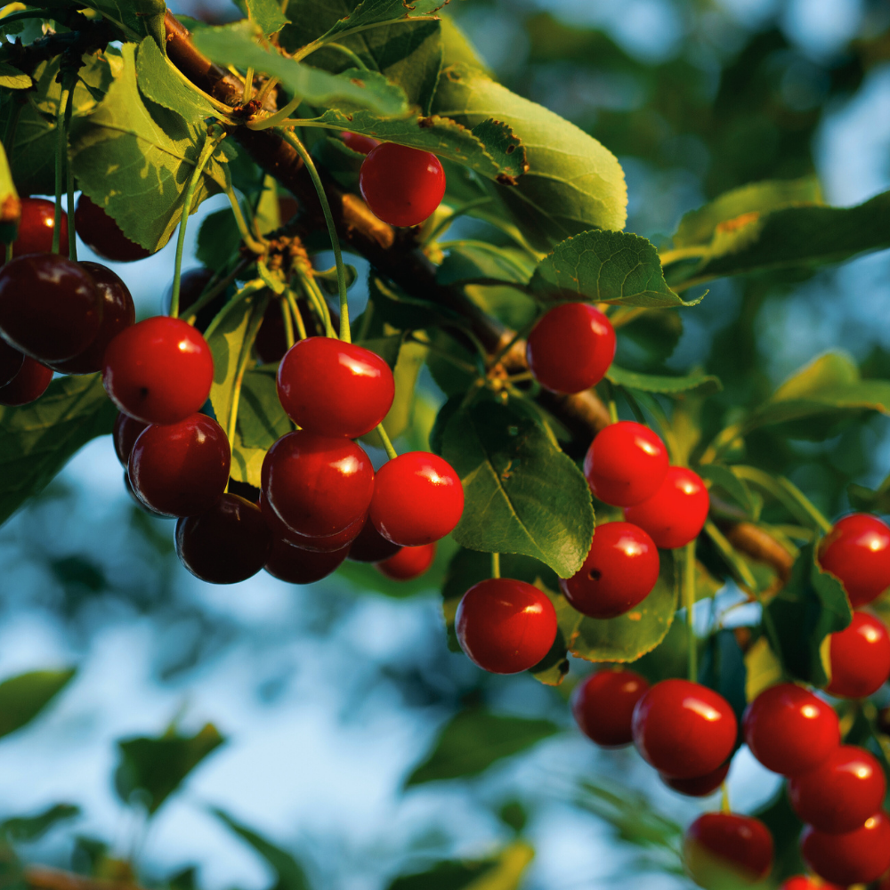 Cireș 🍒 Lăstari sănătoși pentru fructe dulci – Fitza Florilor