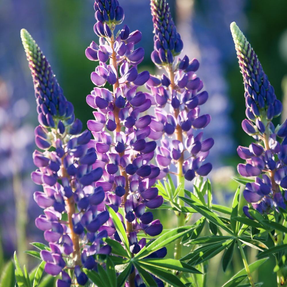 Bulbi Lupine | Fitza Florilor