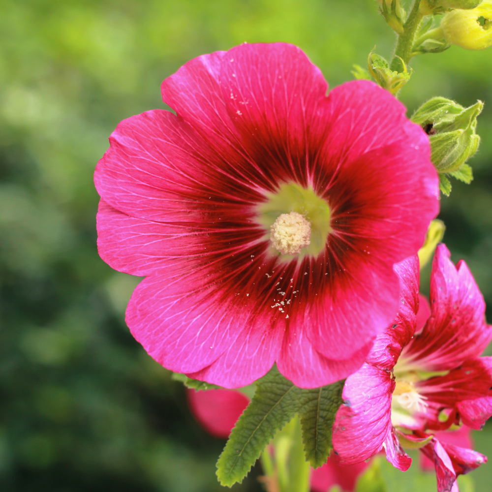 Bulbi Nalba de Gradina | Fitza Florilor