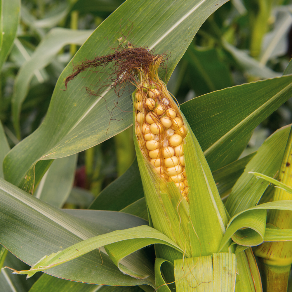 🌽 Semințe Porumb – Dulce, aurit și gata de copt | Fitza Florilor