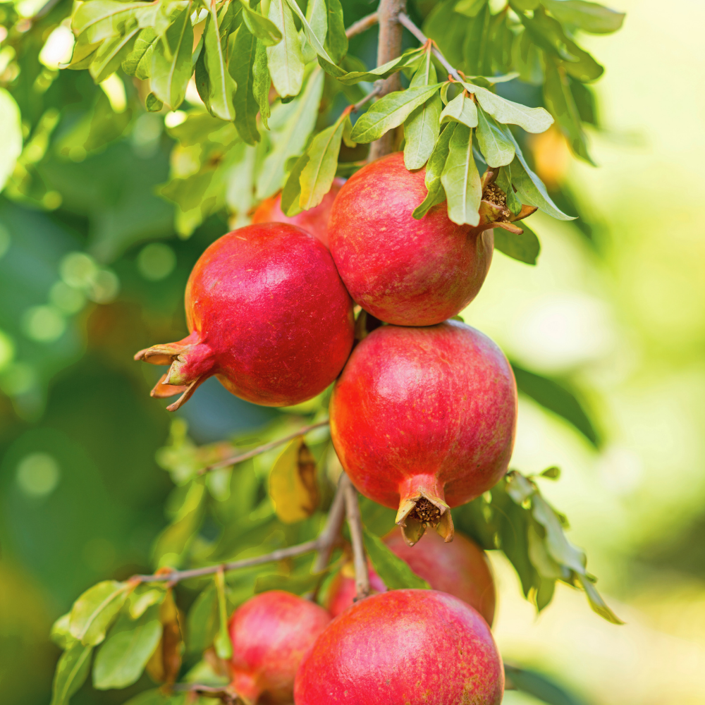 Rodiu - livrare rapida ⭐ Rezistent si usor de ingrijit! – Fitza Florilor