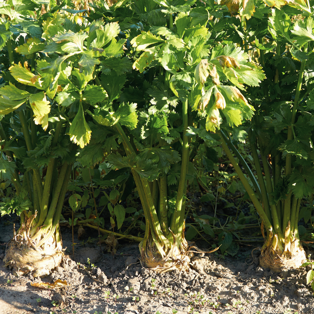 Seminte Telina | Fitza Florilor