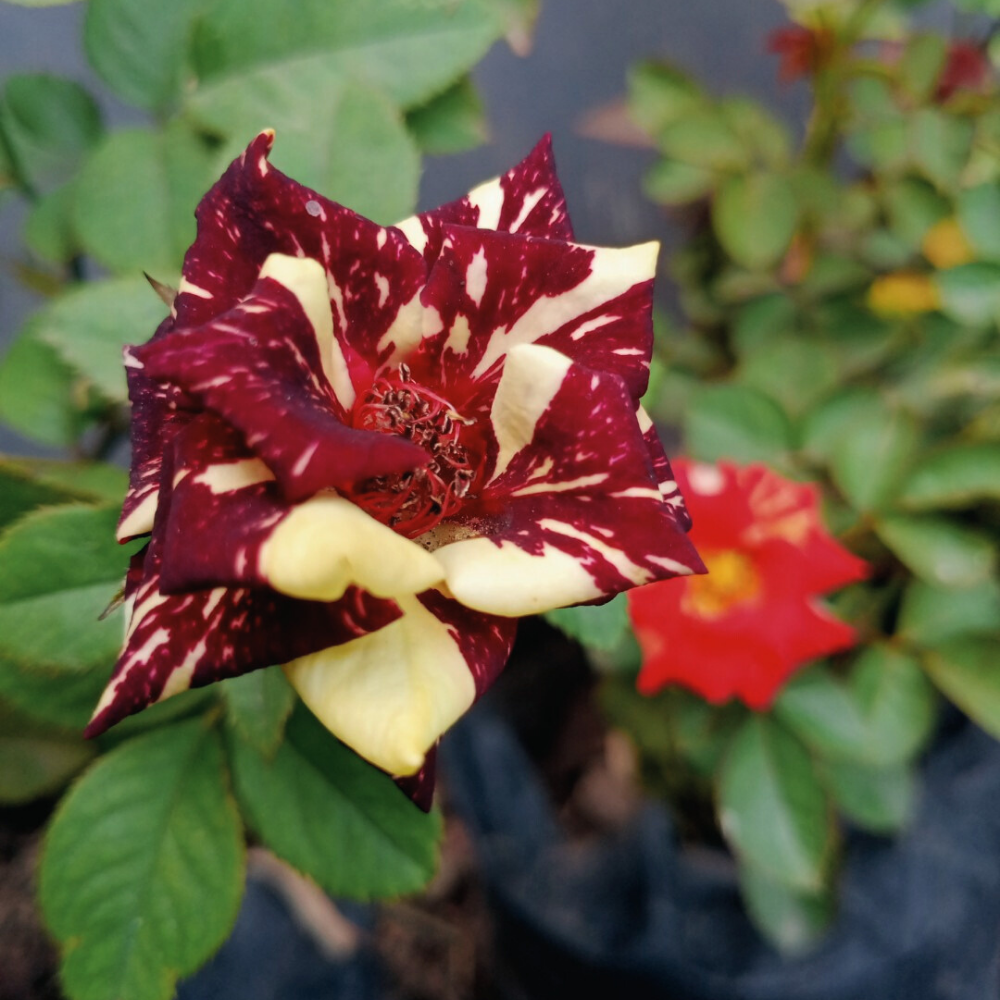 Butasi trandafiri ️ Trandafiri, diverse culori! – Fitza Florilor