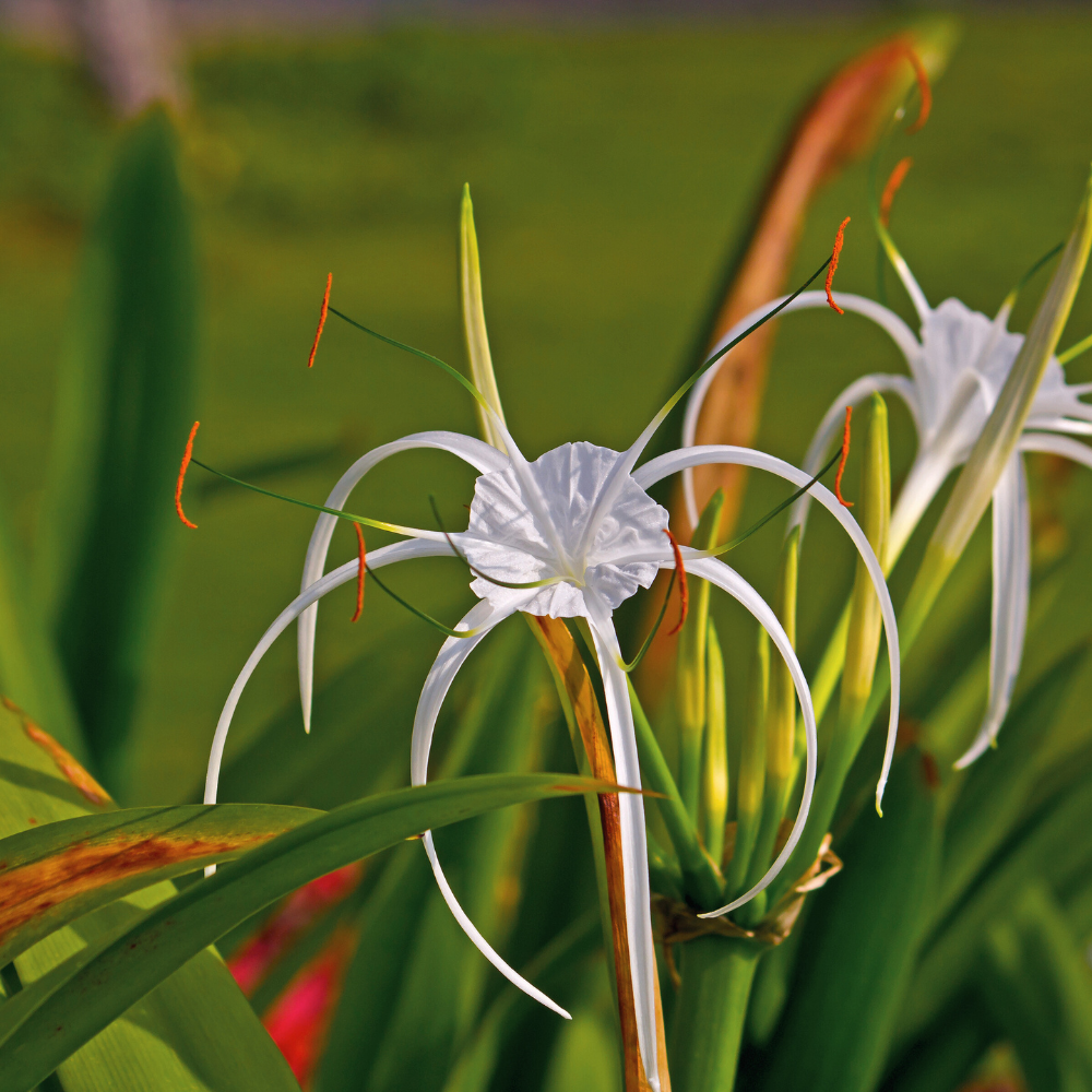Bulbi Hymenocallis | Fitza Florilor