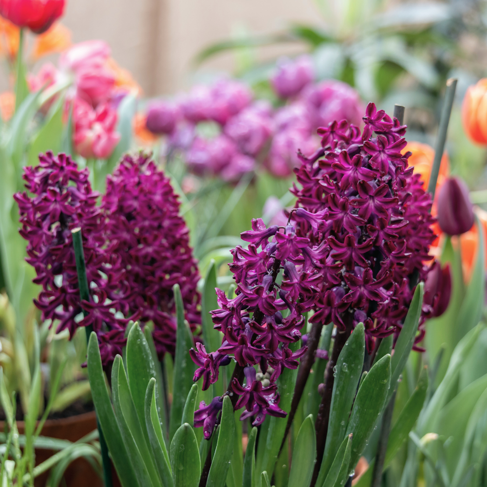 Bulbi de zambile ️ Albe, roz, galbene, albastre - gama variata de culori! – Fitza Florilor