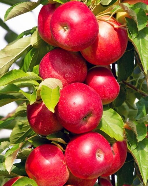 Mar Columnar - Pom Fructifer anul 2-3 - 1 bucata / pachet — Fitza Florilor