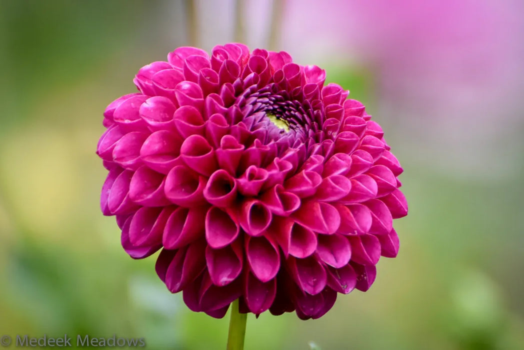 Dalie Inalta ,,Addison June" - 1 bucata / pachet — fitzaflorilor