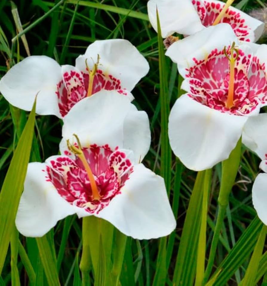 Bulbi de Tigridia Alba Grandiflora, 5 Bucata – Fitza Florilor