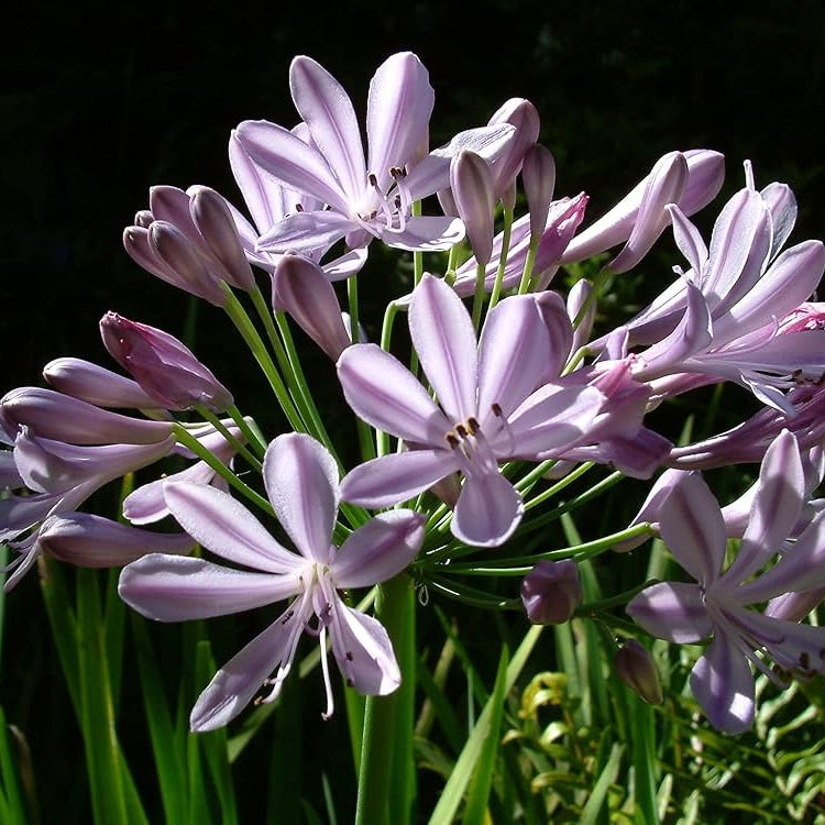 Agapanthus Lilac Flash (Crin African), 1 bucata – Fitza Florilor