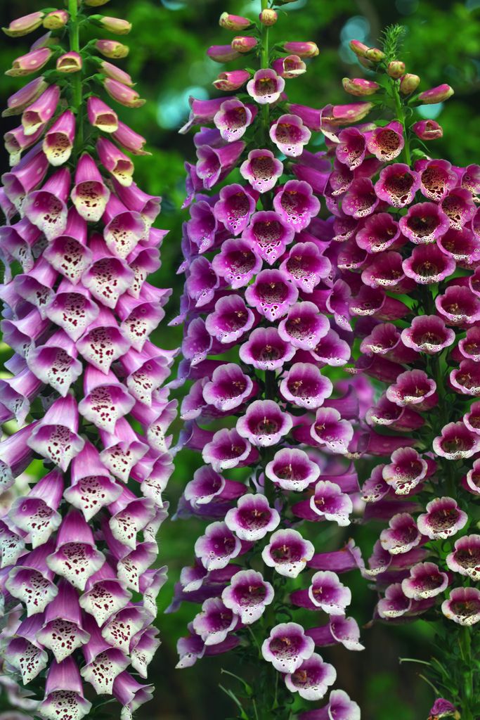 Digitalis Parviflora (Degetel), 1 bucata – Fitza Florilor