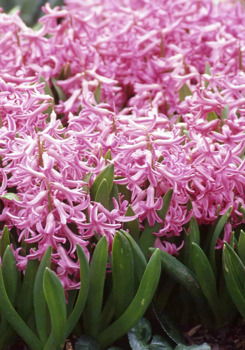 Bulbi de Zambile "Multiflora Pink", 2 Bucati – Fitza Florilor