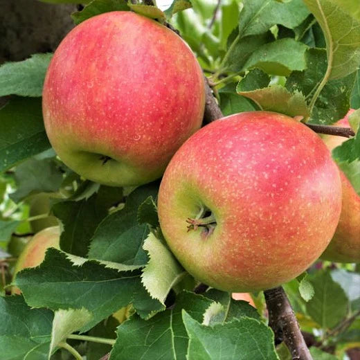 Mar Jonagold - Pom Fructifer anul 2-3 - 1 bucata / pachet — fitzaflorilor