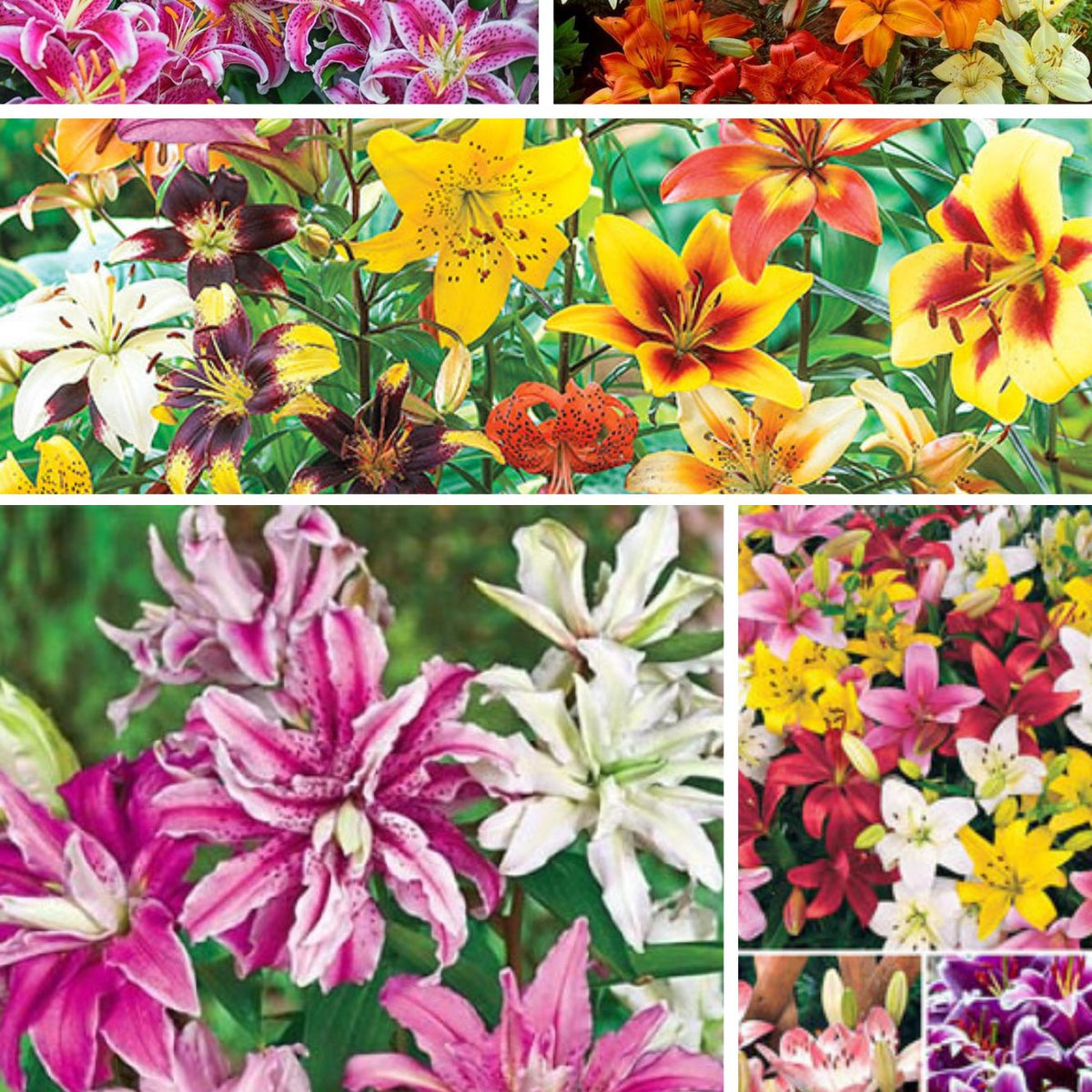 Pachet Promotional Bulbi de Crini Parfumati Mixt - 50 buc – Fitza Florilor