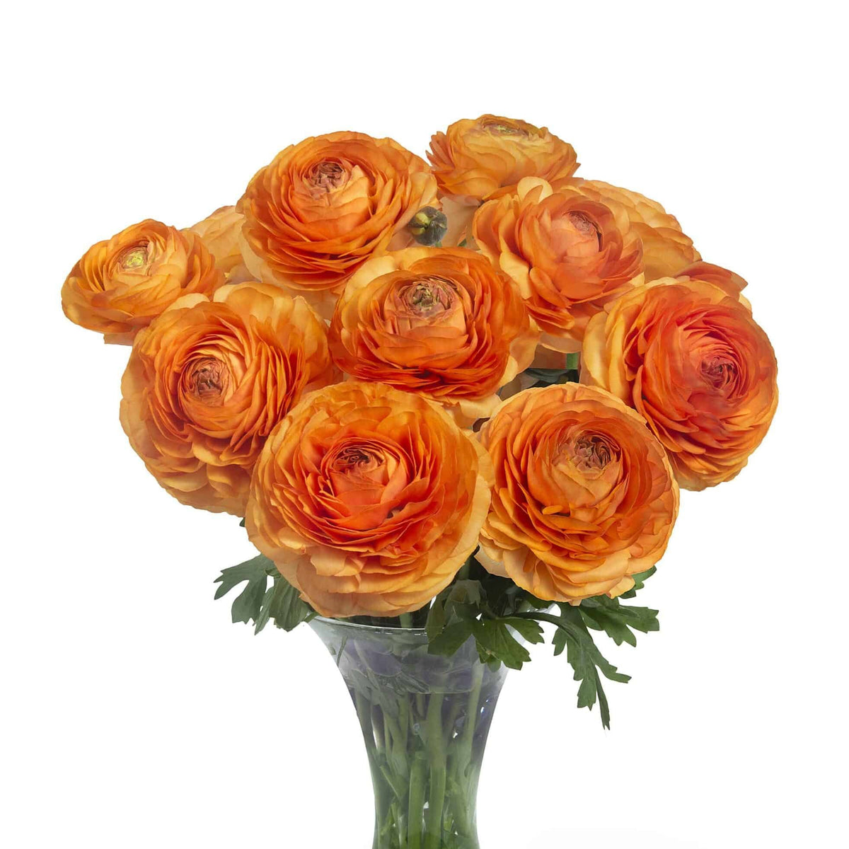 Bulbi de Ranunculus "Honfleur", 5 Bucati – Fitza Florilor