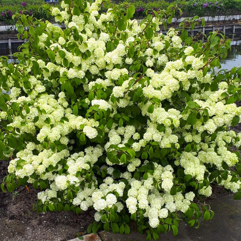 Viburnum " Magical Spring Glory " – Fitza Florilor