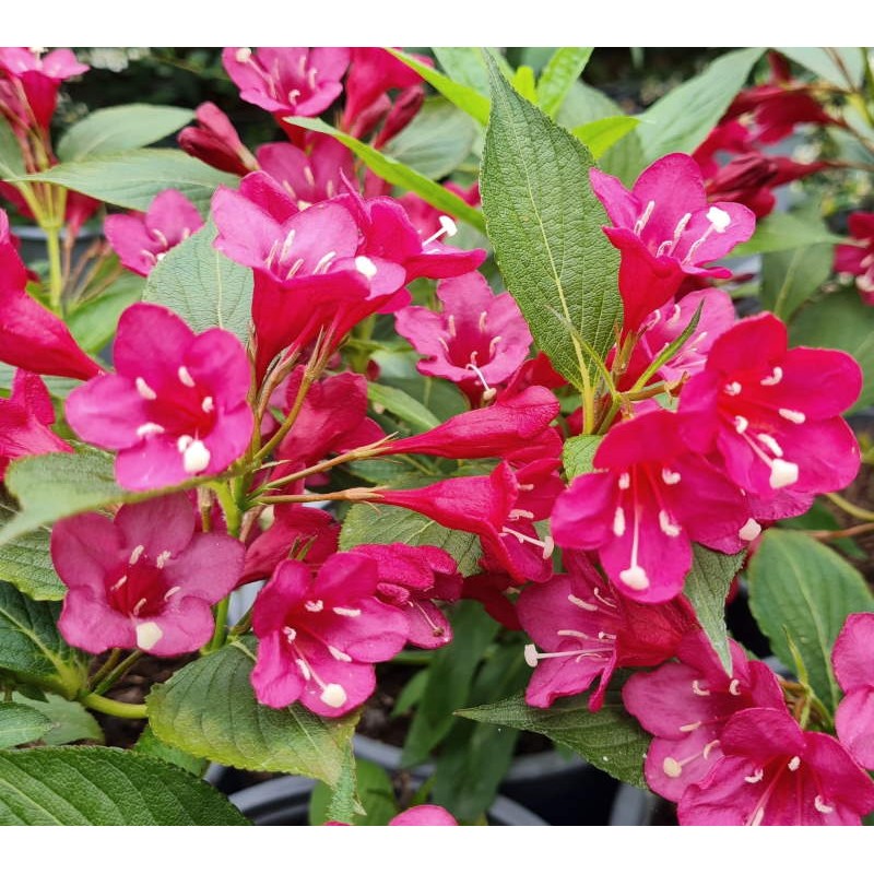 Plante Ornamentale - Weigela Roz Deschis - Ghiveci - 3L - 1 buc – Fitza ...