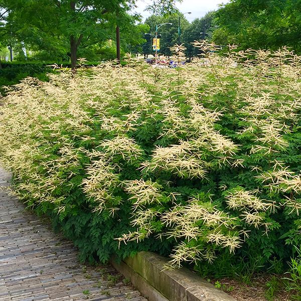 Aruncus Horatio (Barba Caprei), 1 bucata – Fitza Florilor