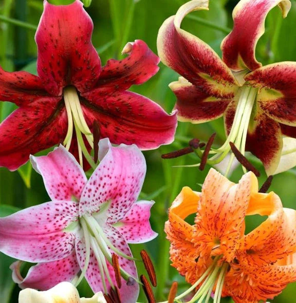 Pachet Promotional Bulbi de Crini Multiflorali Mixt - 10 buc – Fitza ...