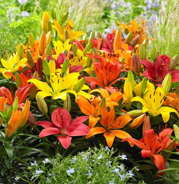 Pachet Promotional Bulbi de Crini Regali Mixt - 50 buc – Fitza Florilor