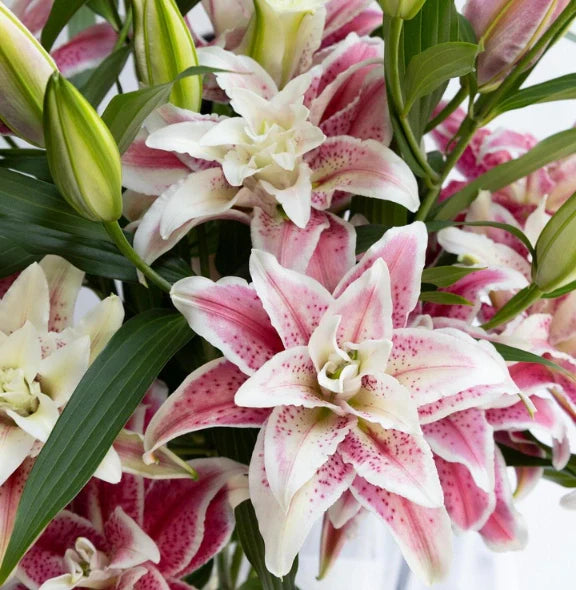 Bulbi de Crini - Natascha - 2 buc – Fitza Florilor