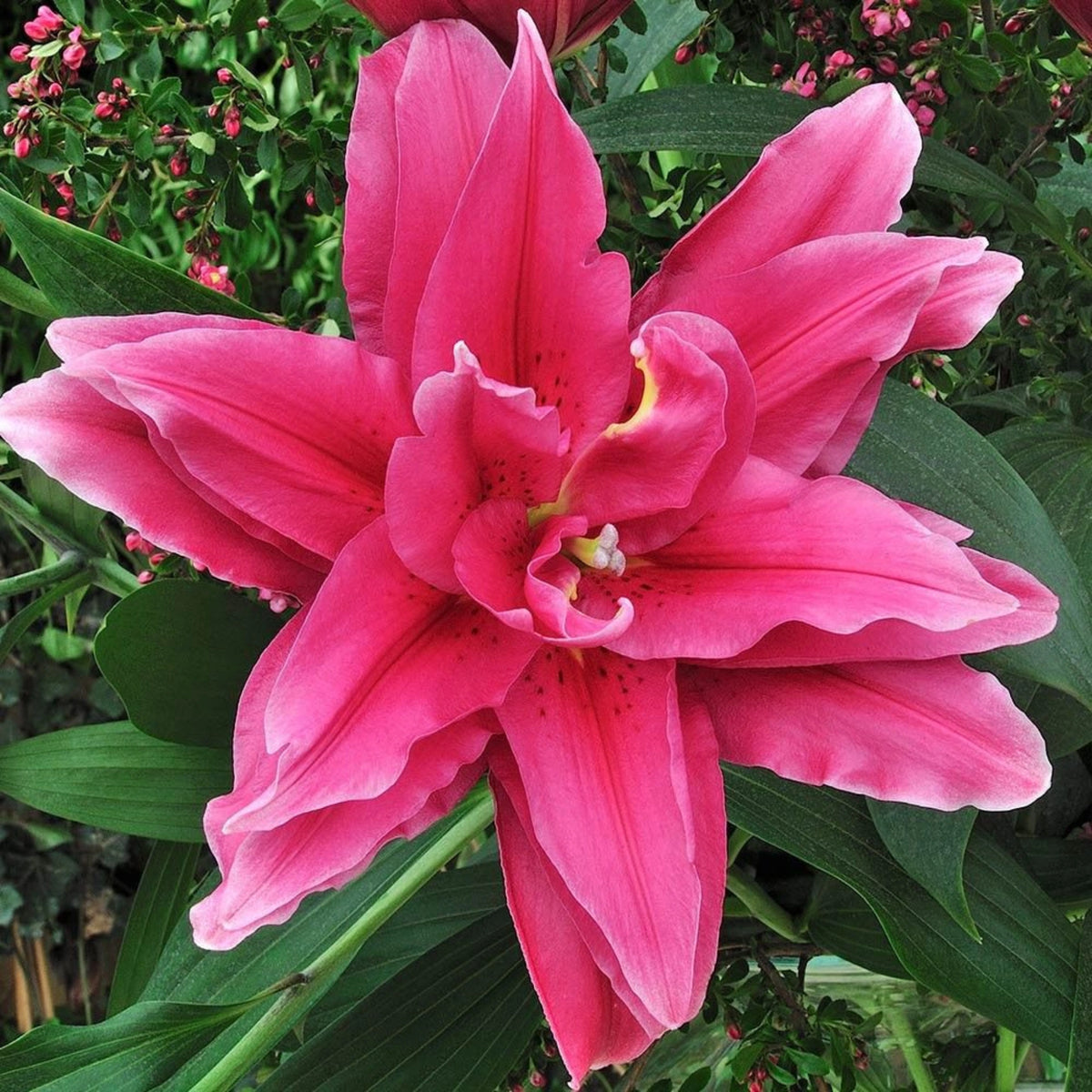 Bulbi de Crini - Elena - 2 buc – Fitza Florilor