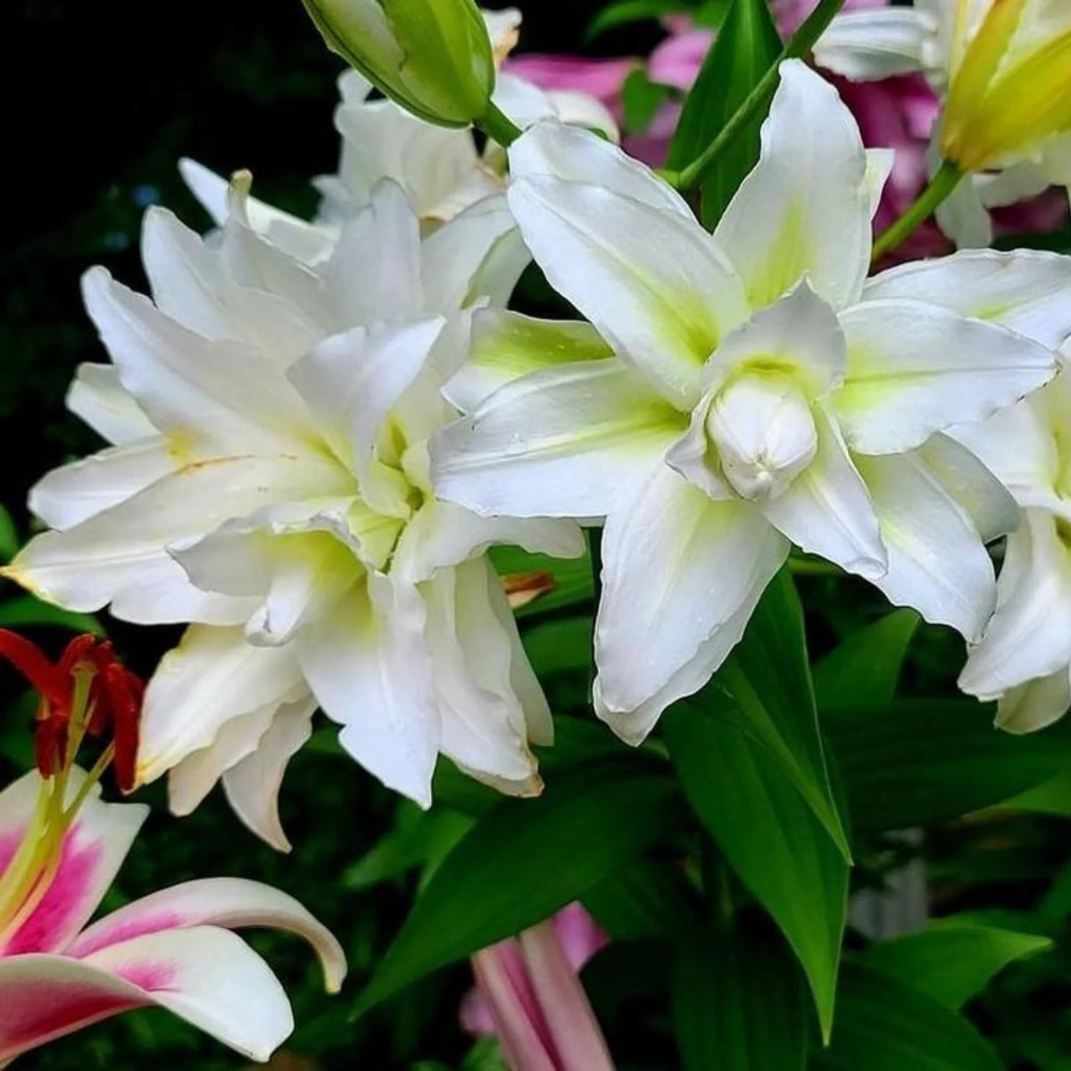 Bulbi de Crini - Angela - 1 buc – Fitza Florilor