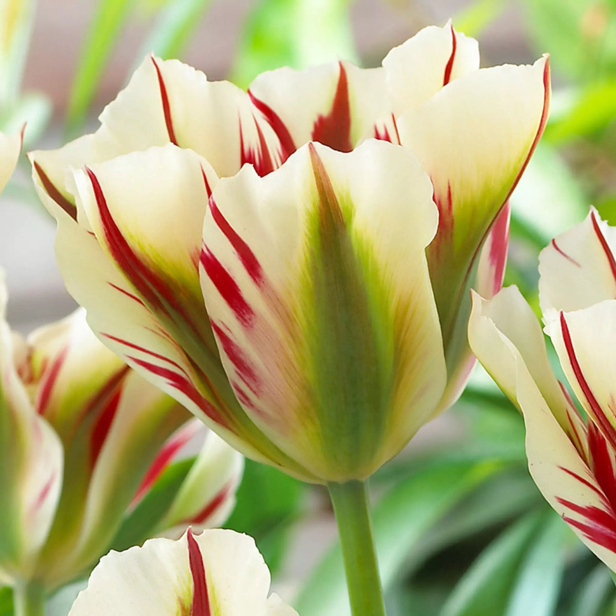 Bulbi de Lalele - Flaming Spring Green - 5 buc – Fitza Florilor