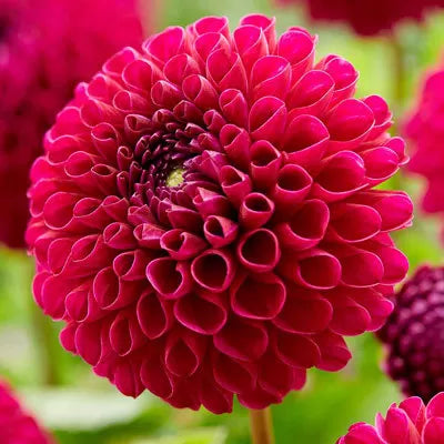 Bulbi de Dalia Inalta "Addison June", 2 Bucati – Fitza Florilor