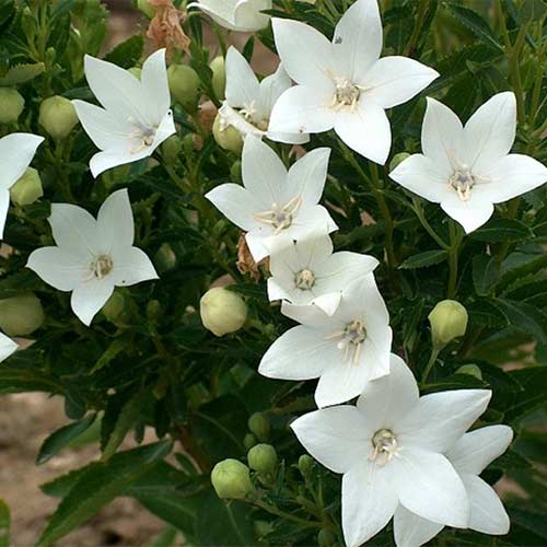 Floarea Balon "Platycodon", Alba – Fitza Florilor