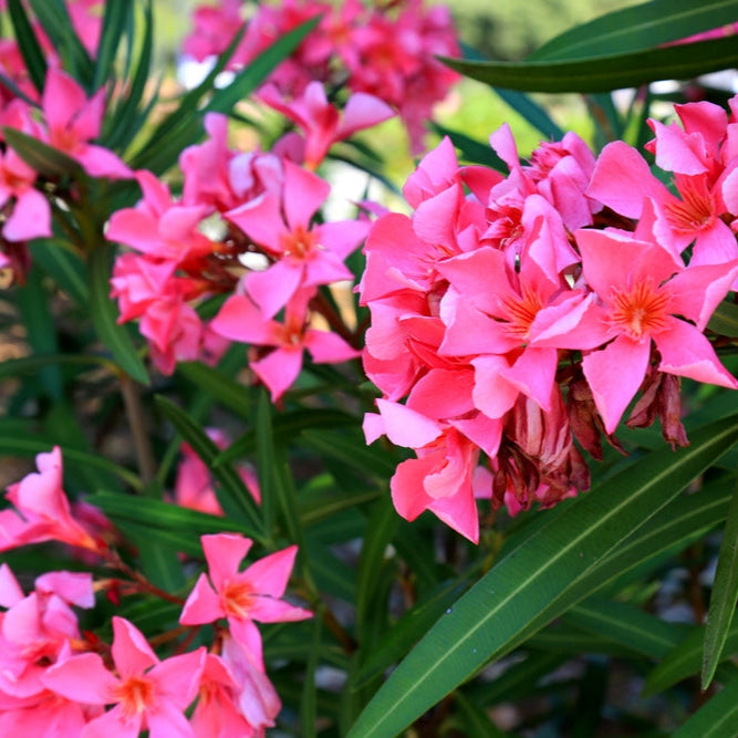 Plante Ornamentale - Leandru Roz - Nerium Oleander – Fitza Florilor