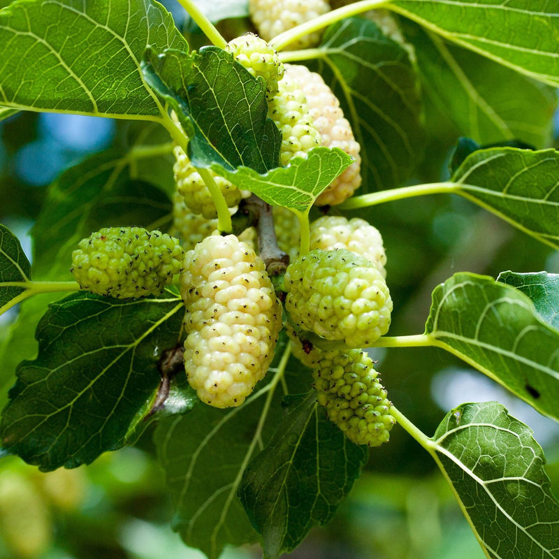 Dud Alb - Pom Fructifer anul 2-3 - 1 bucata / pachet — fitzaflorilor