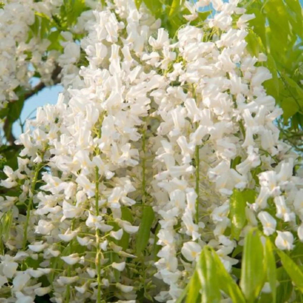 Plante Ornamentale - Glicina Alba - 80-100 cm – Fitza Florilor