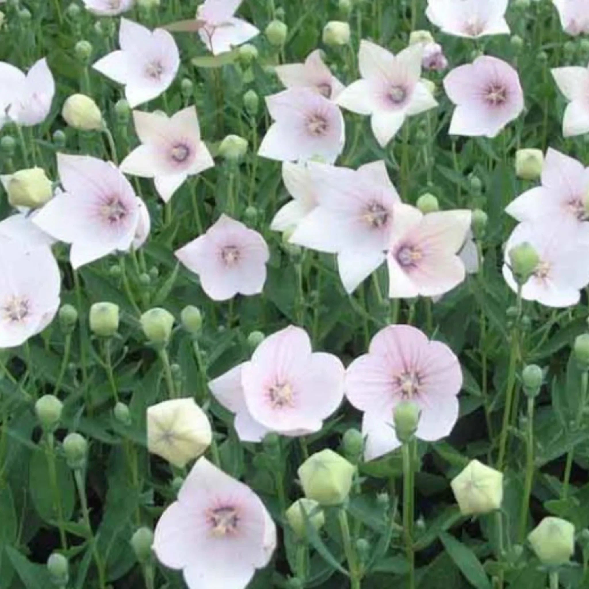 Floarea Balon - Platycodon Fuji Pink - Ghiveci – Fitza Florilor