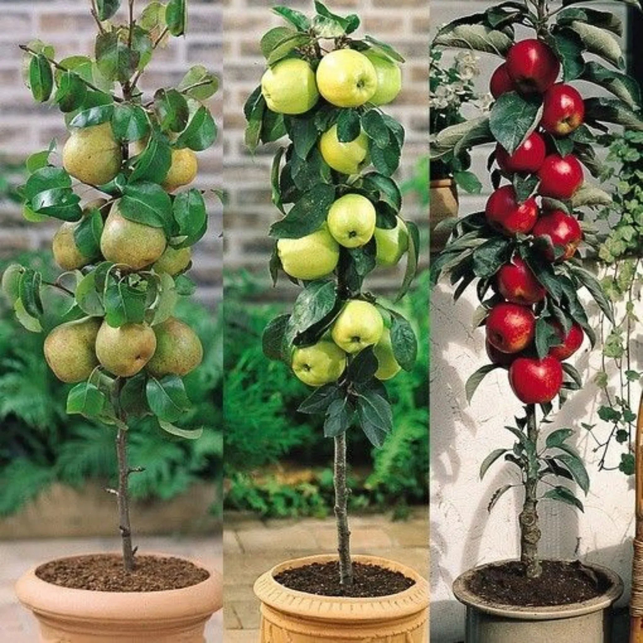 Pomi Columnari Pachet 3 bucati la ghiveci - Fitza Florilor