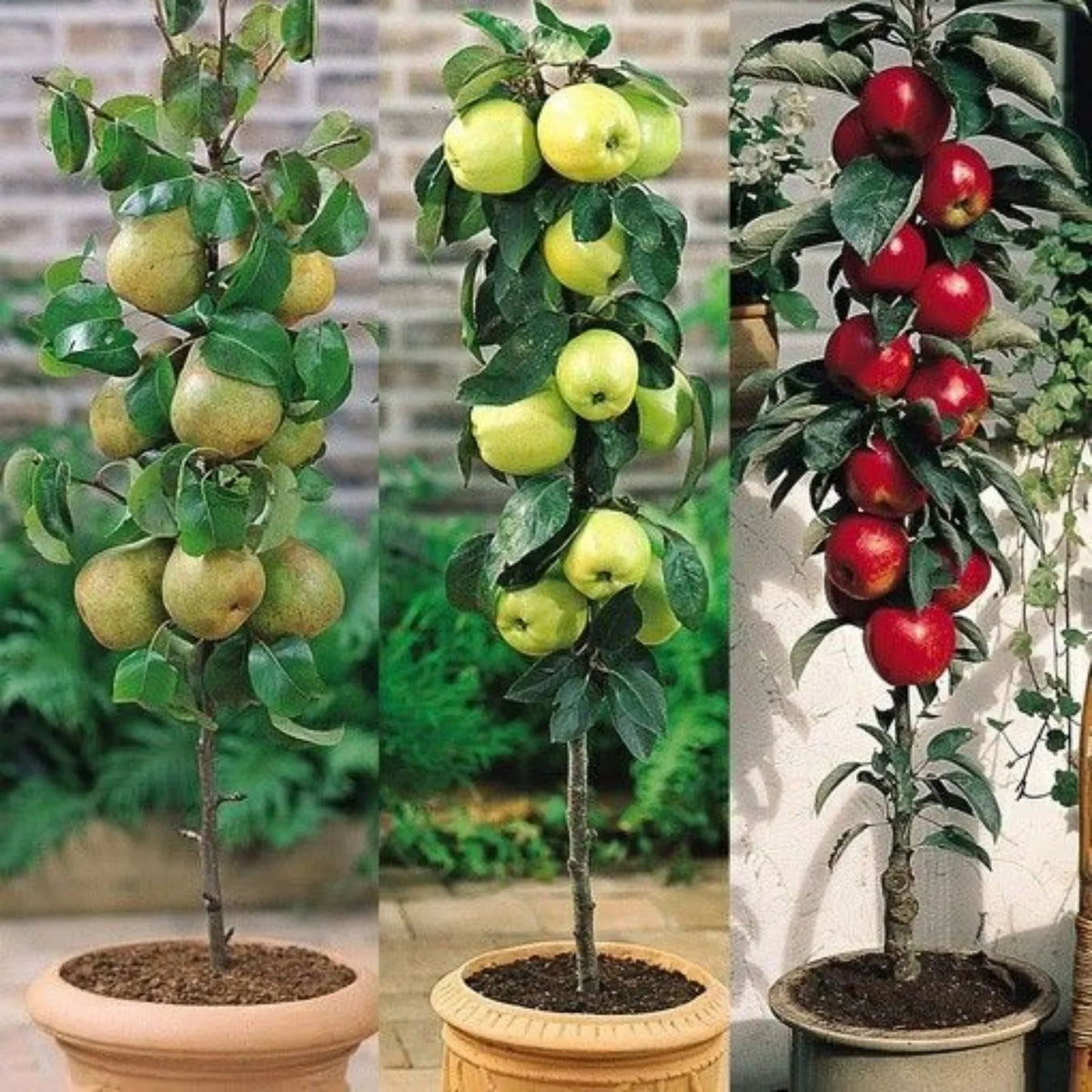Pomi Fructiferi - Pachet Pomi Columnari - Anul 3 - Ghiveci – Fitza Florilor