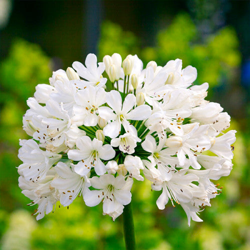 Agapanthus Volendam (Crin African), 1 bucata – Fitza Florilor